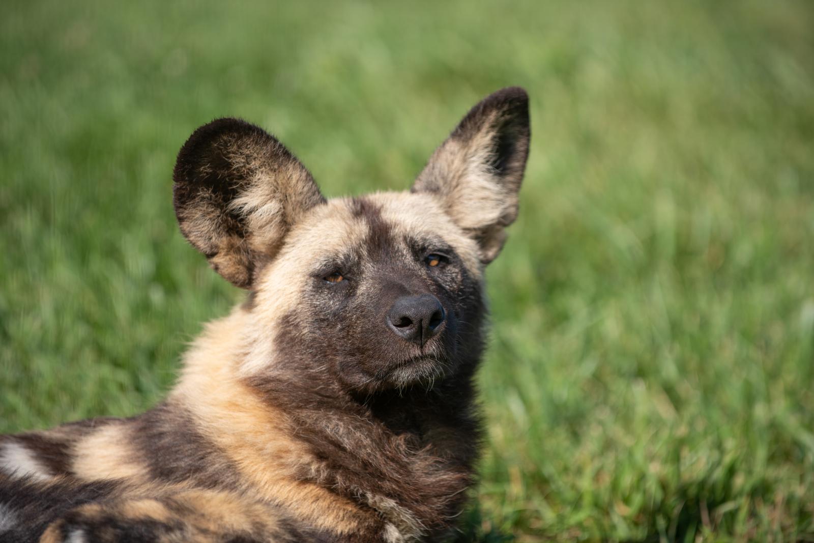 African Painted Dog | The Wilds African Painted Dog | The Wilds